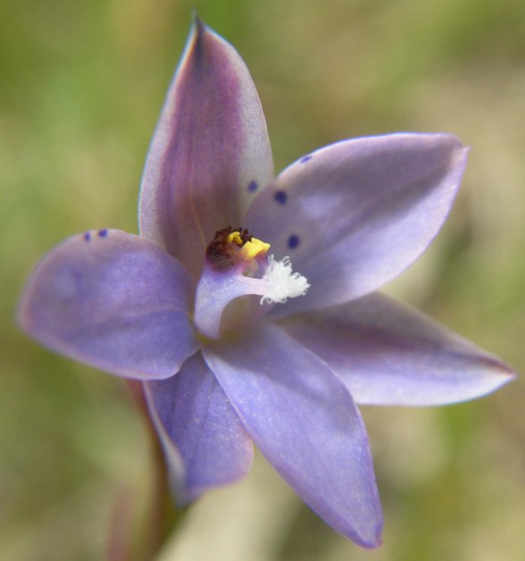 Thelymitra – NOSSA