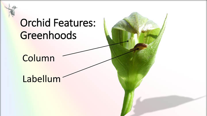 Orchid Basics – Labellums and Columns – NOSSA
