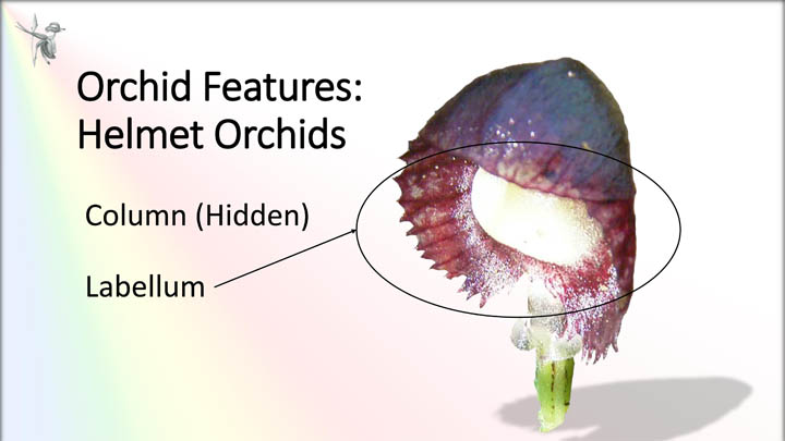 Orchid Basics – Labellums and Columns – NOSSA