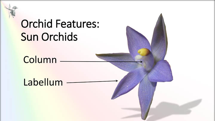 Orchid Basics – Labellums and Columns – NOSSA